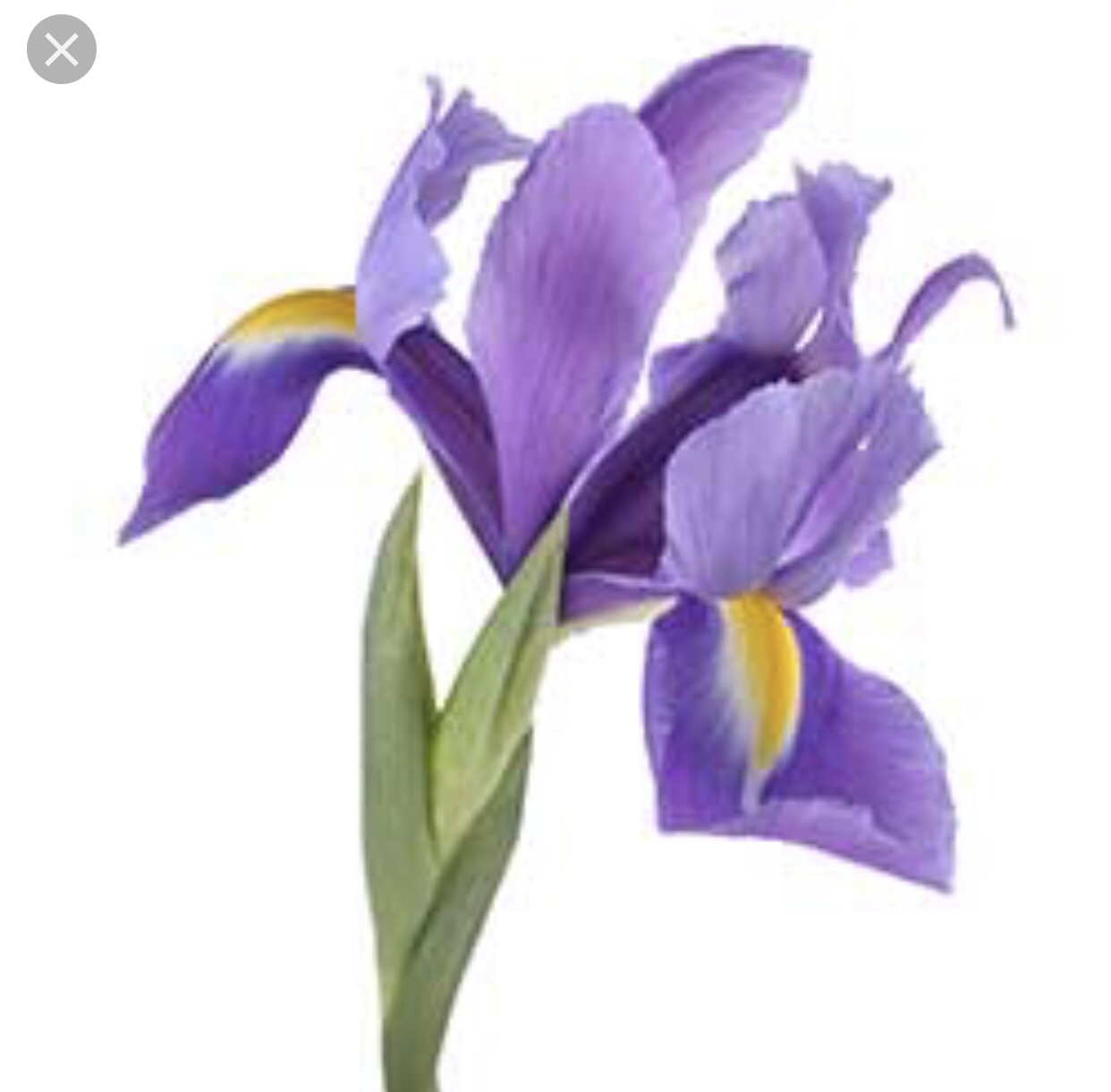 Iris Flower | Lush Archive & Encyclopedia